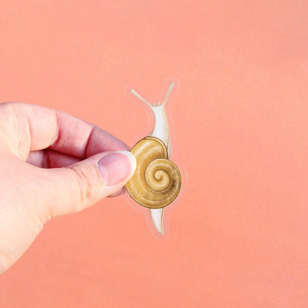 Pale Snail Clear Vinyl Sticker | 3 X 1.31 Inches | Realistic, Durable ...