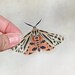 Tiger Moth Clear Vinyl Sticker | 3 X 1.94 Inches | Transparent, Durable ...