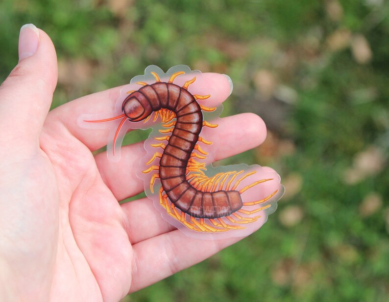 Centipede Clear Vinyl Sticker | 2.12 X 3 Inches | Transparent, Durable ...