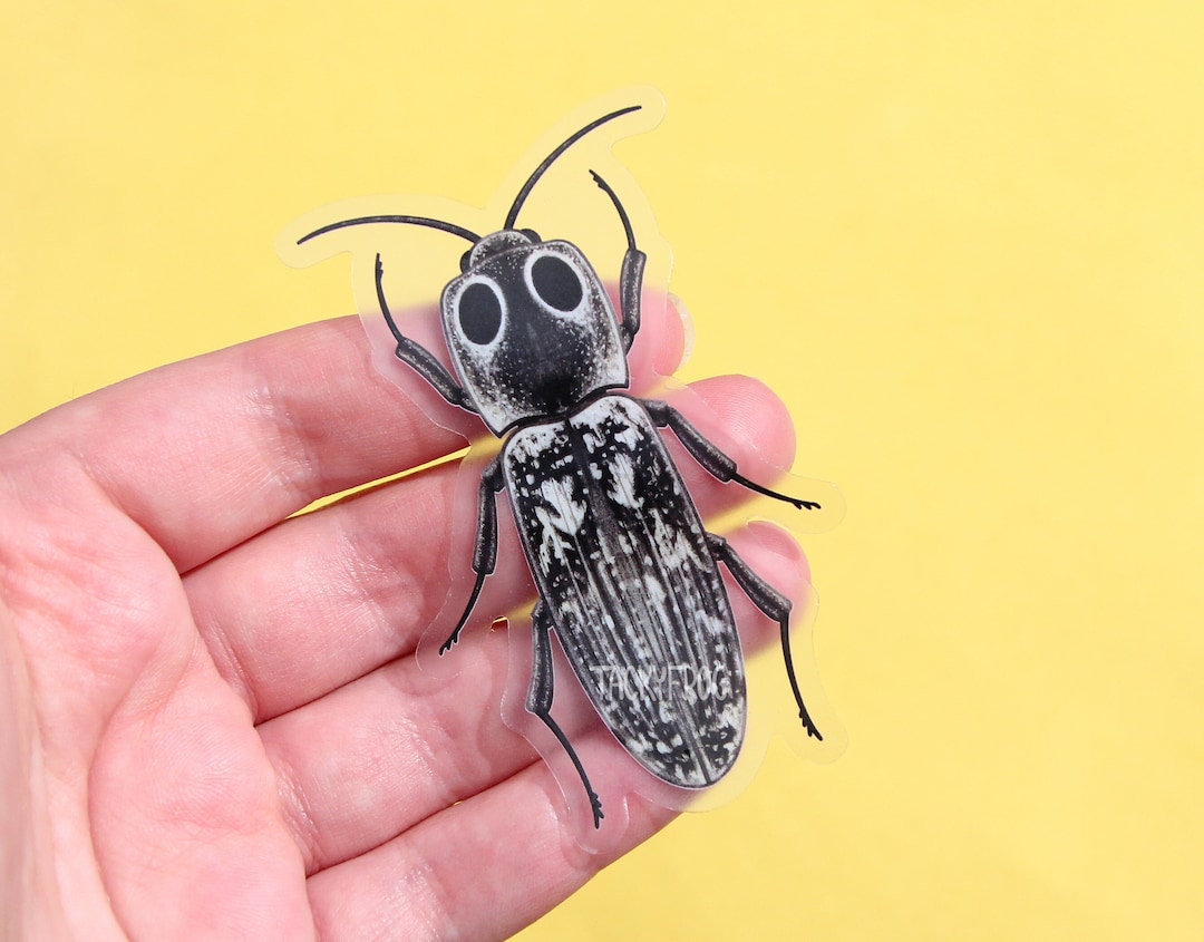 Eastern Eyed Click Beetle Clear Vinyl Sticker | 3 X 1.93 Inches ...