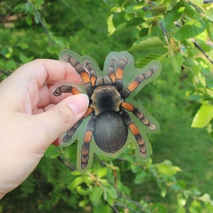 Red-knee Tarantula Clear Vinyl Sticker | Transparent, Durable ...