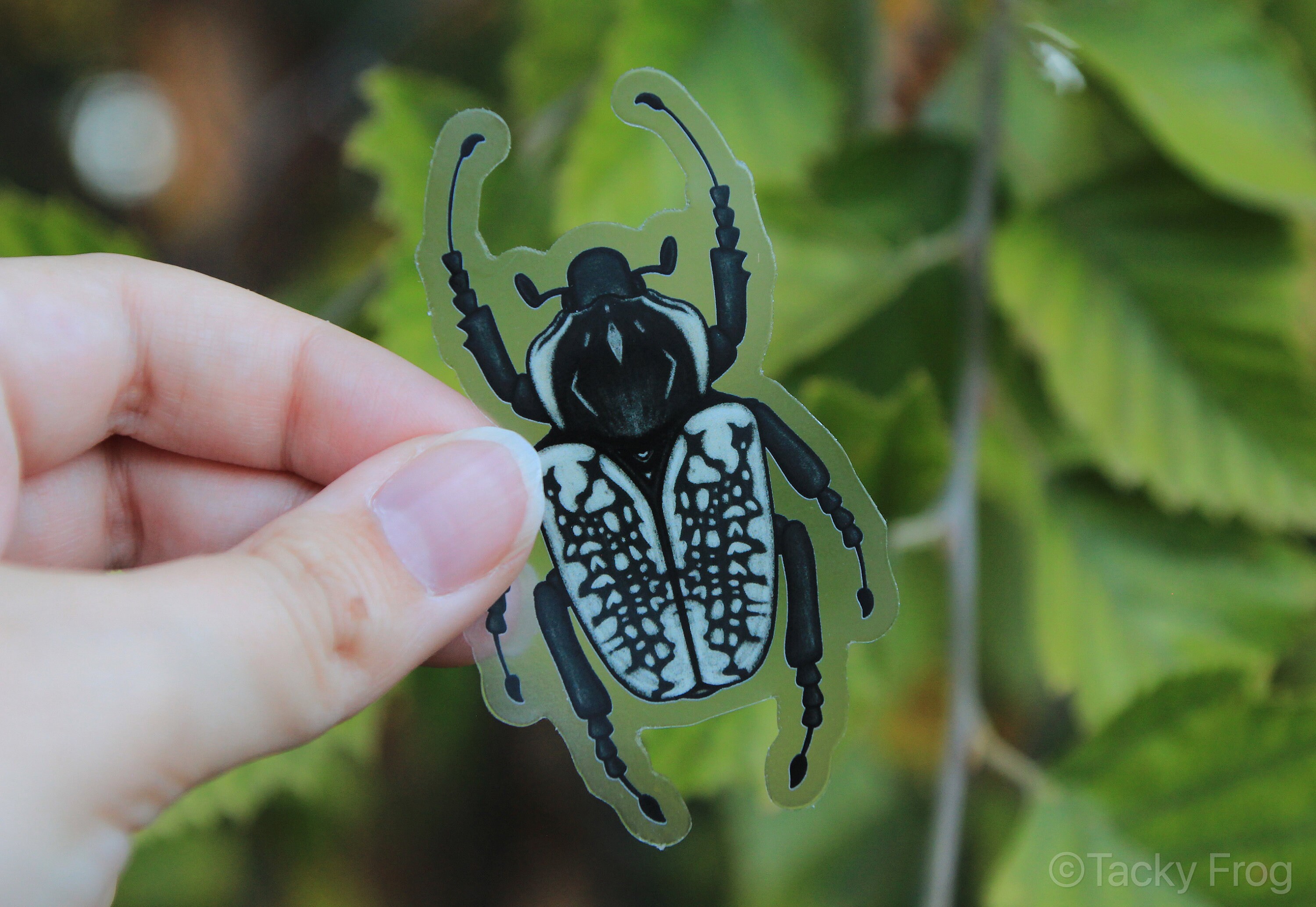 Goliath Beetle Clear Vinyl Sticker black and White 3 X - Etsy