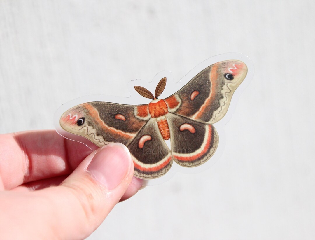 Cecropia Moth Clear Vinyl Sticker: 3 X 1.58 Inch Waterproof Insect ...