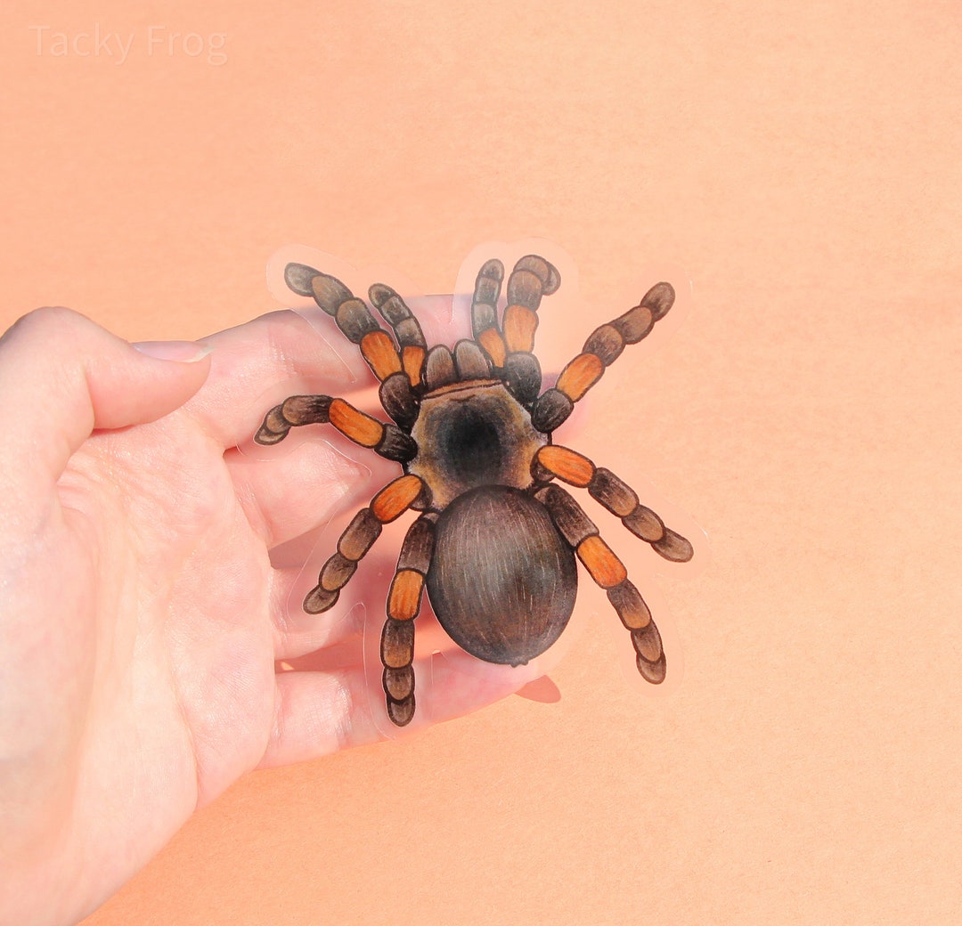 Red-knee Tarantula Clear Vinyl Sticker | Transparent, Durable ...