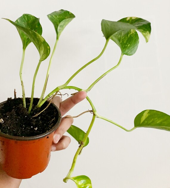 Golden Pathos in 4 inch pot | Etsy