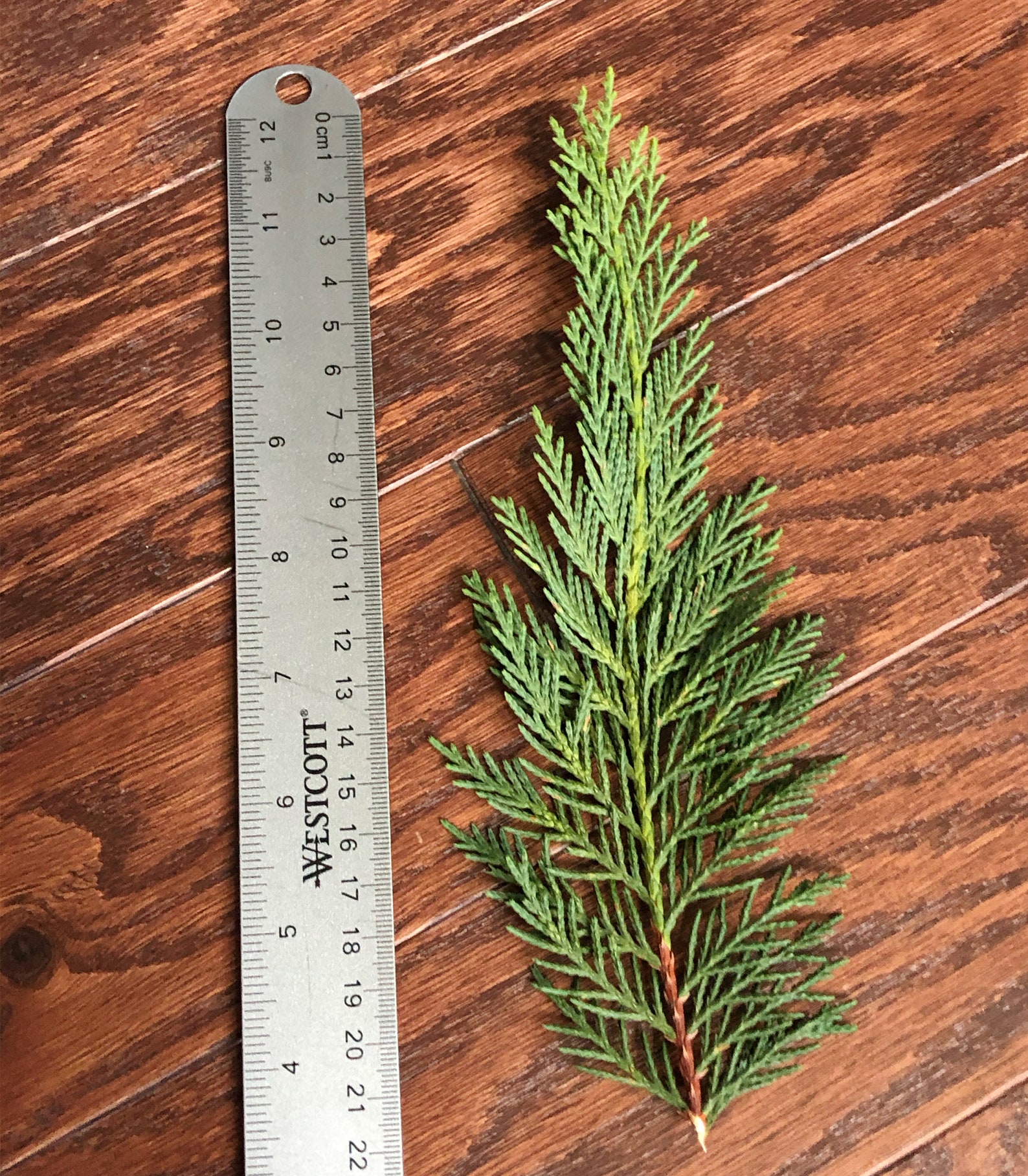 Cedar Fresh Leaf Tip - Northern White Cedar Branches - (thuja ...