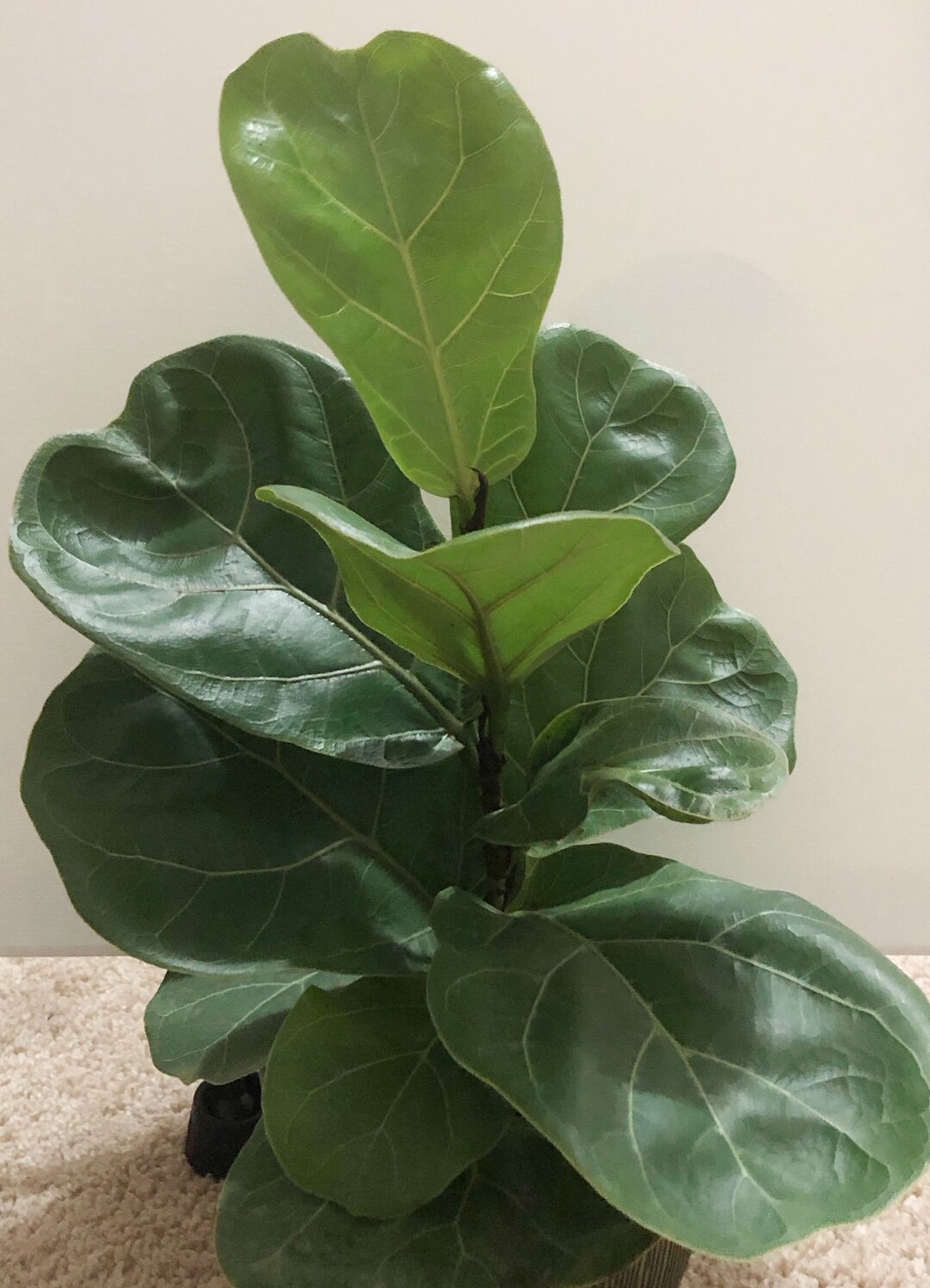 Fiddle Leaf Fig Plant(1ft) -ficus Lyrata "little Bambino"- Ficus Little ...