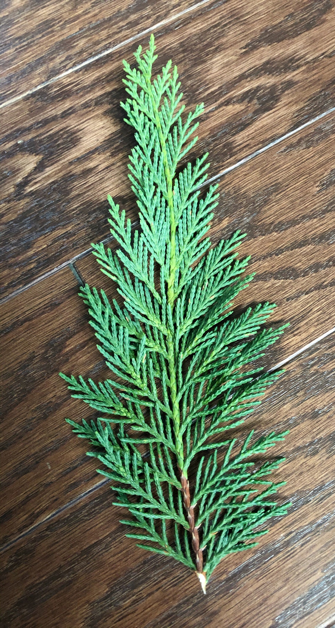 Cedar Fresh Leaf Tip Northern White Cedar Branches thuja - Etsy
