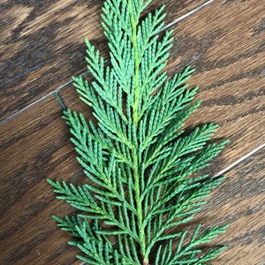 Cedar Fresh Leaf Tip - Northern White Cedar Branches - (thuja ...