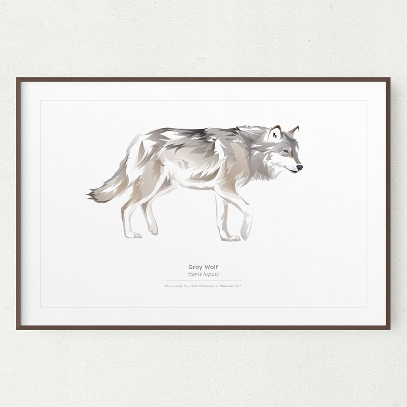 Gray Wolf Art - Etsy