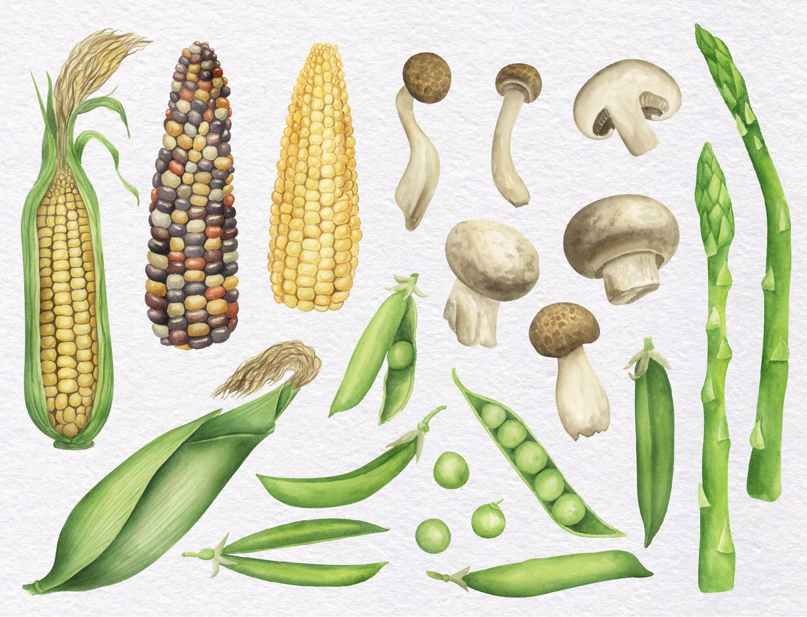 Regular Vegetables Clipart, Watercolor Clipart Set, Root Vegetables ...