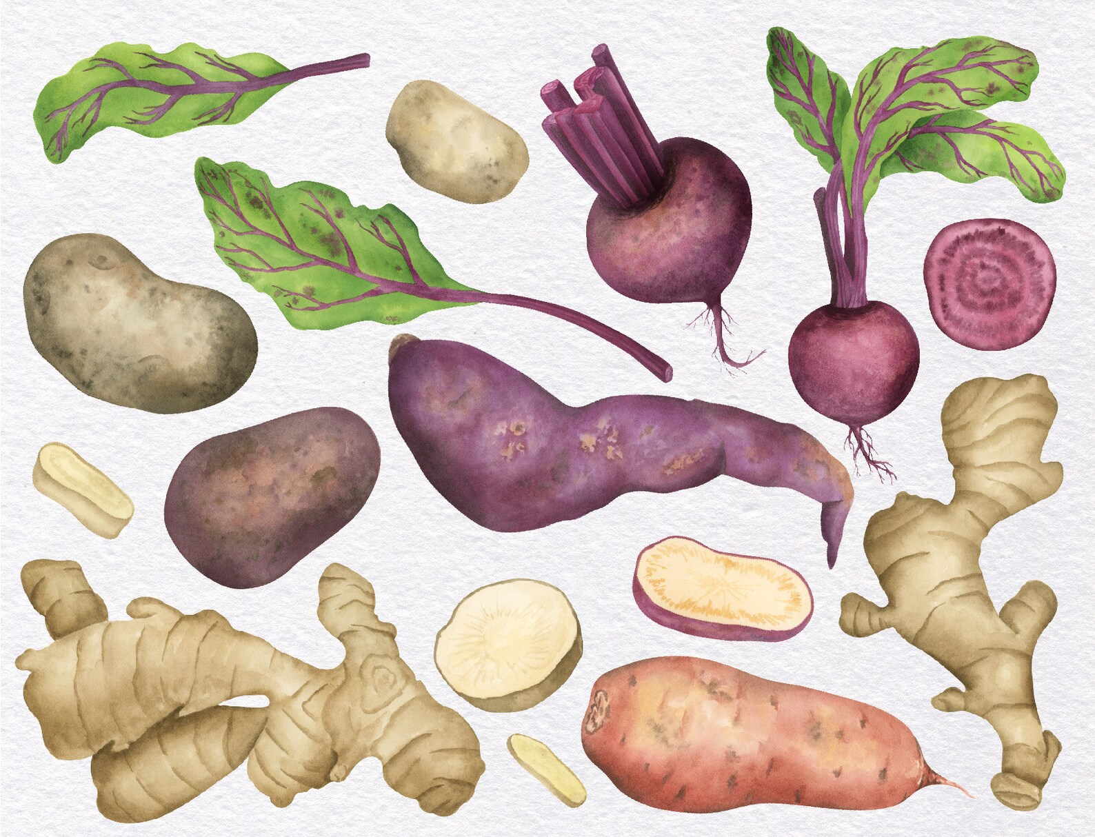 Regular Vegetables Clipart, Watercolor Clipart Set, Root Vegetables ...