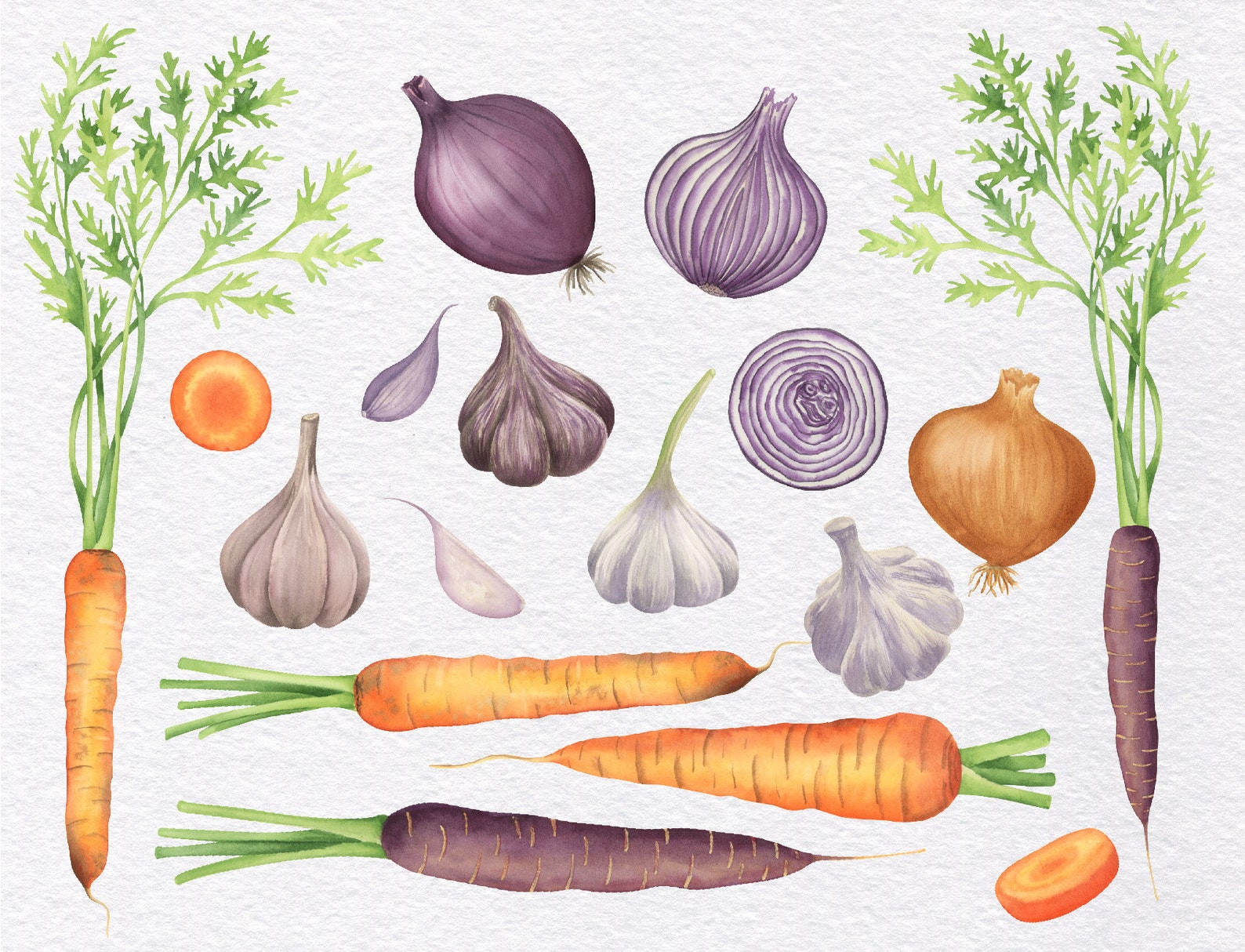 Regular Vegetables Clipart, Watercolor Clipart Set, Root Vegetables ...