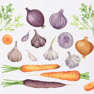 Regular Vegetables Clipart, Watercolor Clipart Set, Root Vegetables ...