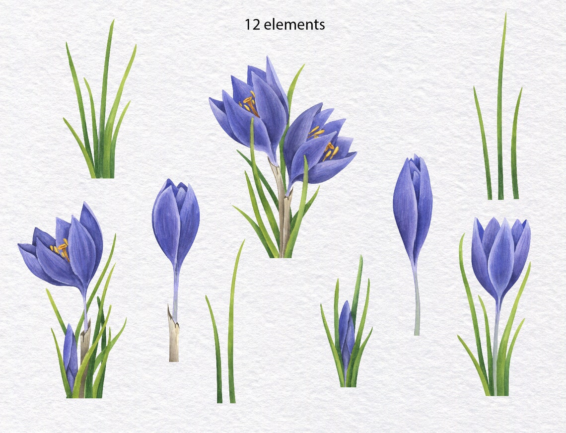 Purple Crocus Flowers Clipart. Watercolor Hand Drawn Botanical ...