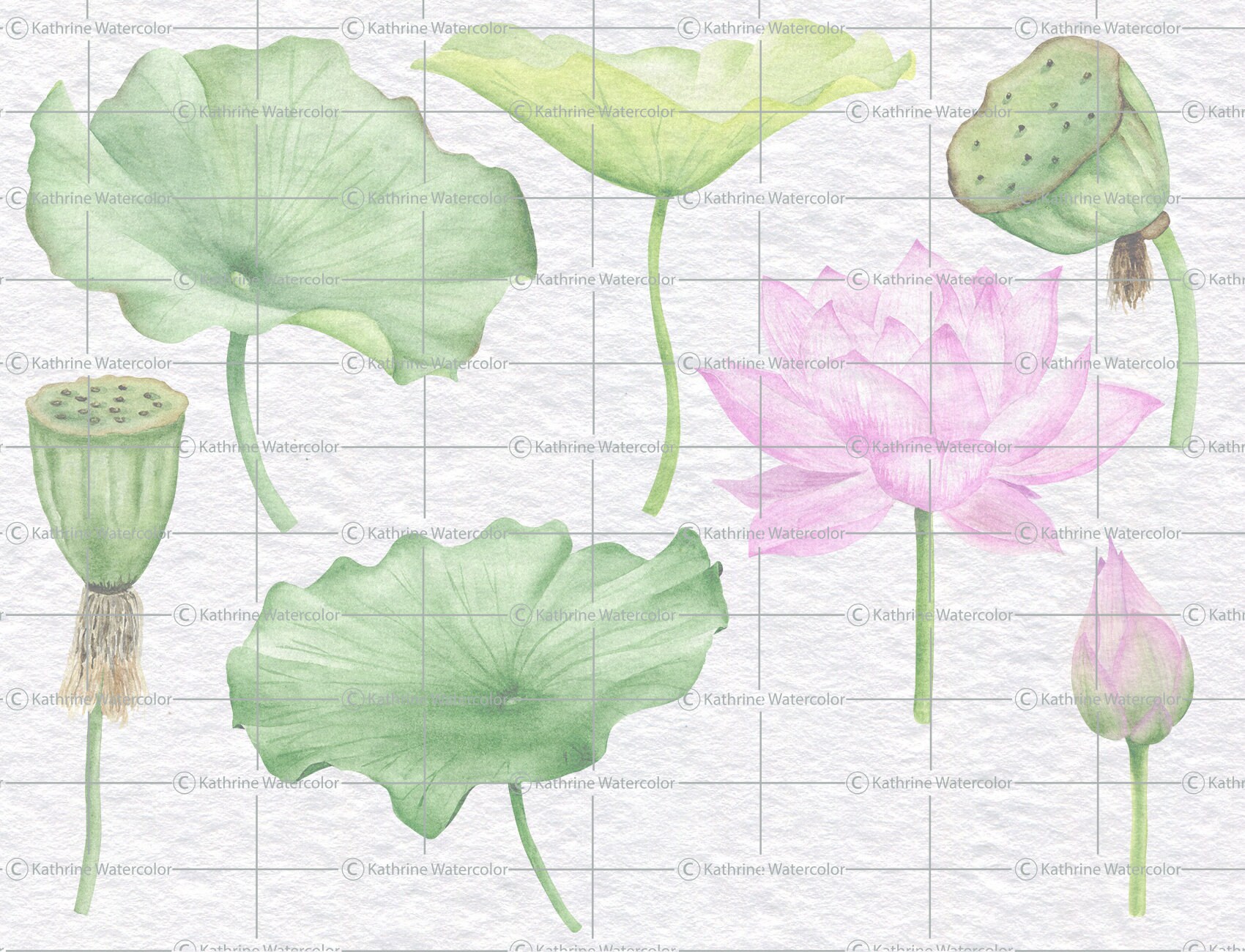Pink Lotus Flower Watercolor Clipart Collection. Seamless - Etsy