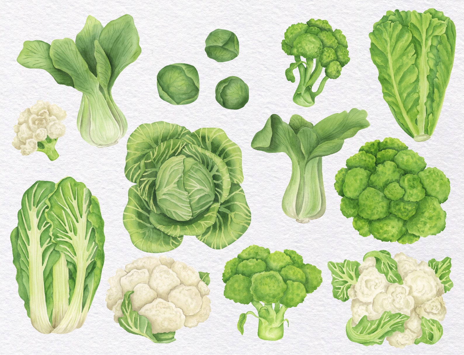 Regular Vegetables Clipart, Watercolor Clipart Set, Root Vegetables ...