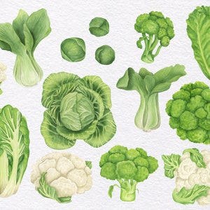 Regular Vegetables Clipart, Watercolor Clipart Set, Root Vegetables ...