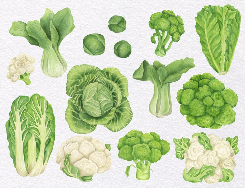 Regular Vegetables Clipart, Watercolor Clipart Set, Root Vegetables ...