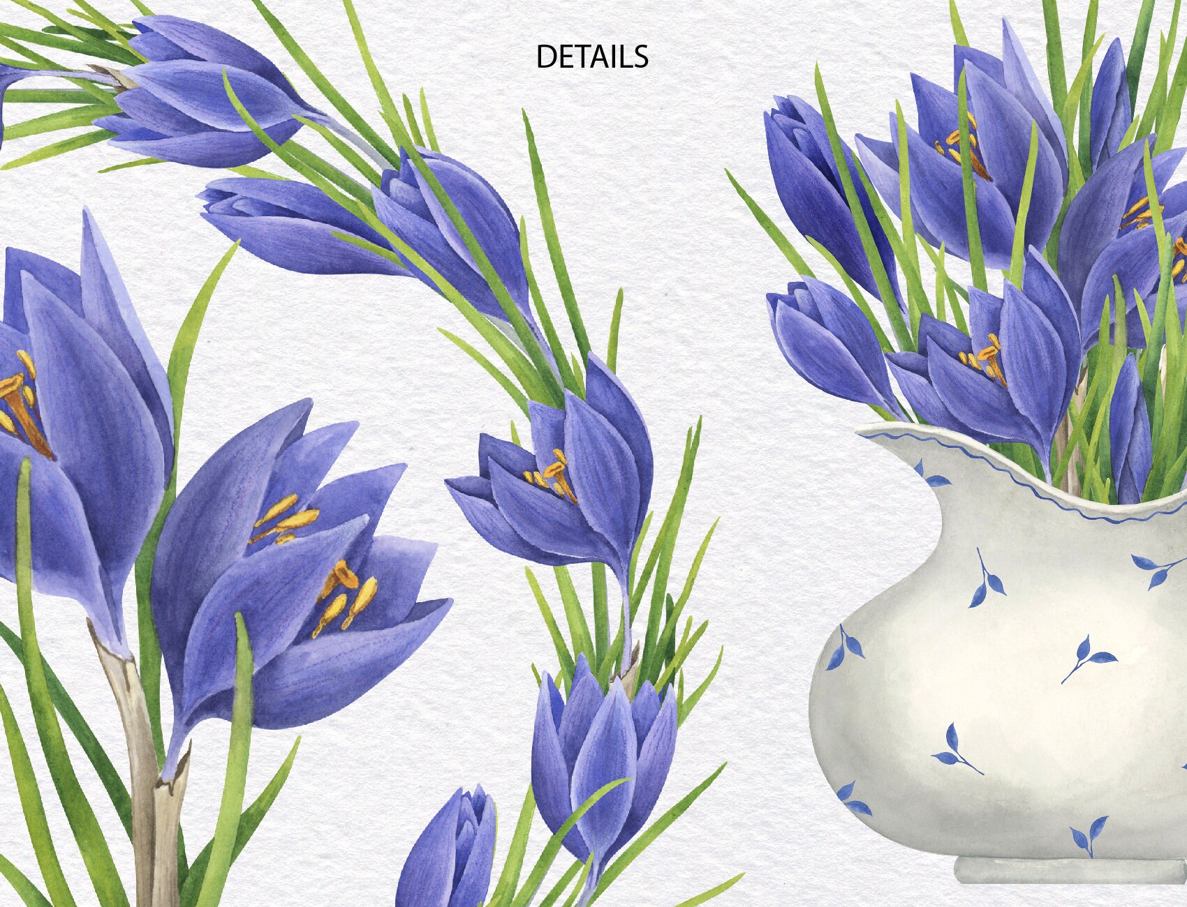 Purple Crocus Flowers Clipart. Watercolor Hand Drawn Botanical ...