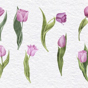 Tulips Flower Collection. Watercolor Tulips Clipart Set. Spring Flowers ...