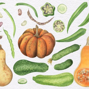 Regular Vegetables Clipart, Watercolor Clipart Set, Root Vegetables ...