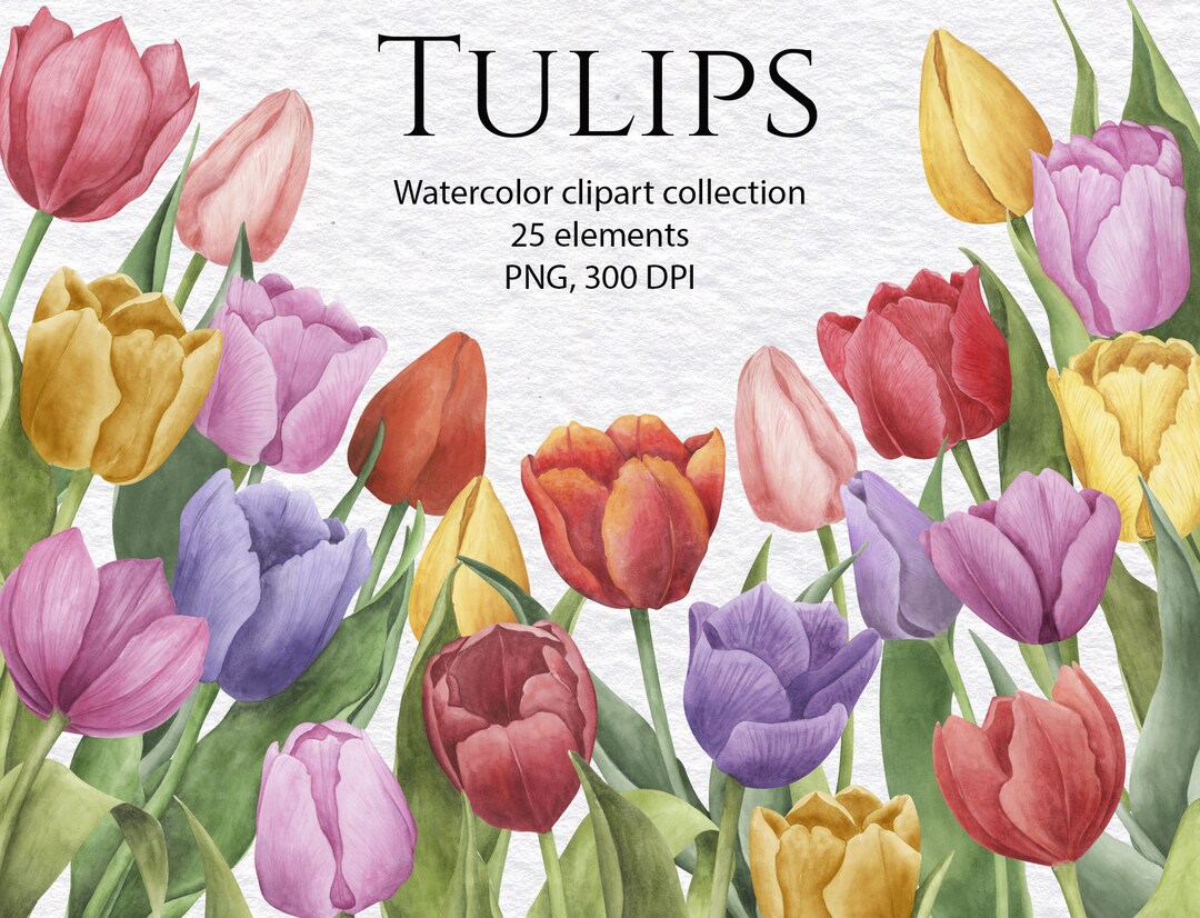 Tulips Flower Collection. Watercolor Tulips Clipart Set. Spring Flowers ...