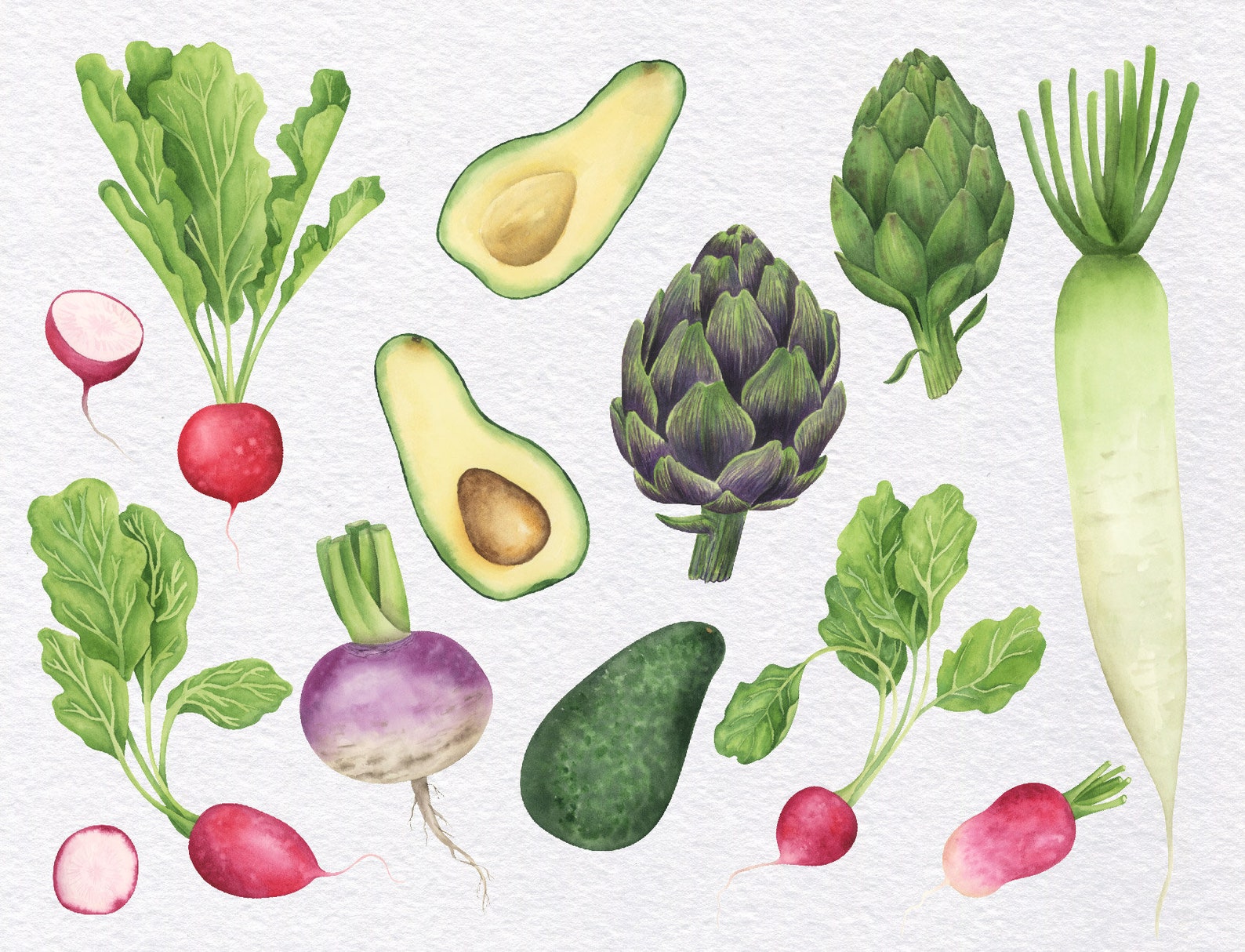 Regular Vegetables Clipart, Watercolor Clipart Set, Root Vegetables ...