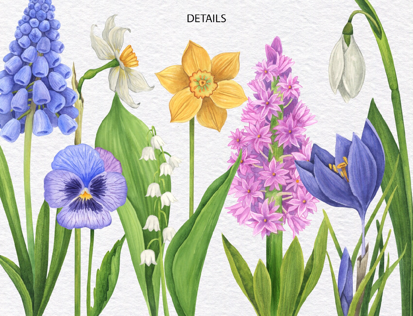 Watercolor Spring Flowers Set. Hand Drawn Floral Clipart. Snowdrop ...