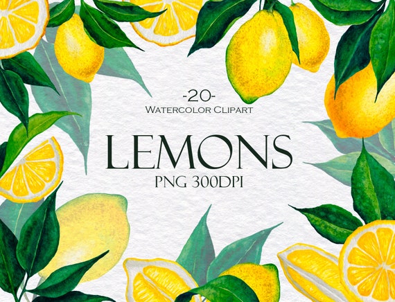 Watercolor Lemons Clipart Lemons Clipart Summer Clipart 20 - Etsy