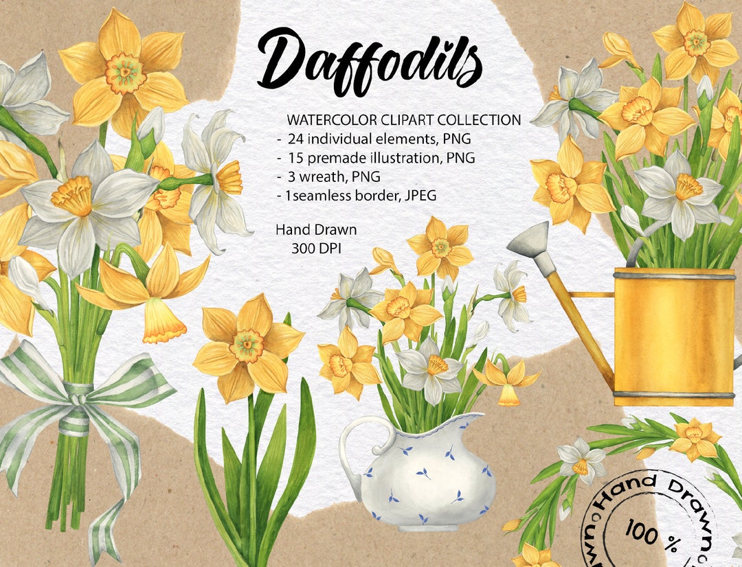 Daffodils Flowers Clipart. Watercolor Hand Drawn Botanical Collection ...