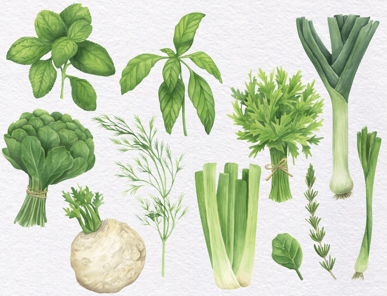 Regular Vegetables Clipart, Watercolor Clipart Set, Root Vegetables ...