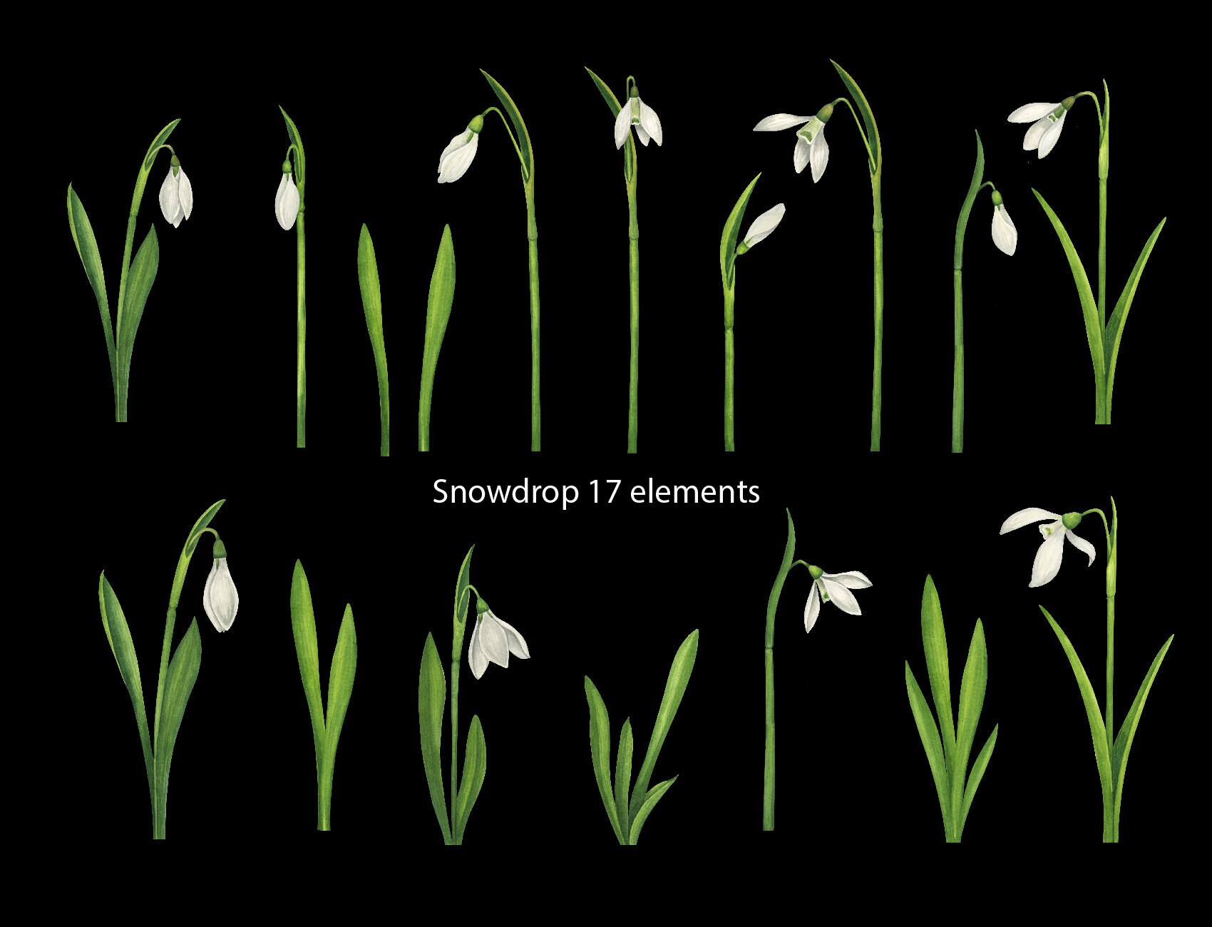 Watercolor Spring Flowers Set. Hand Drawn Floral Clipart. Snowdrop ...
