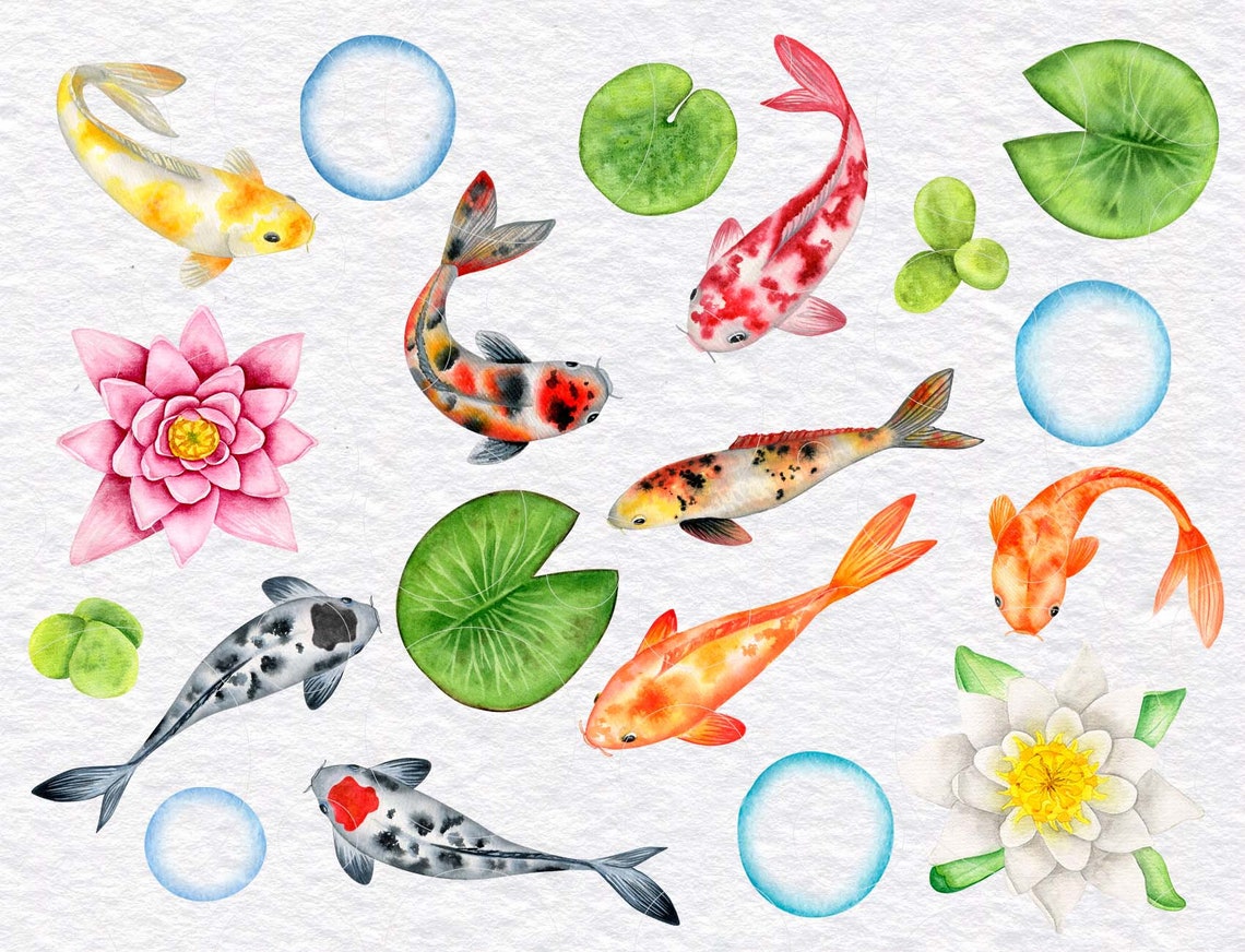 Koi Fish Watercolor Clipart Collection. Koi Pond Digital Paper Pack ...