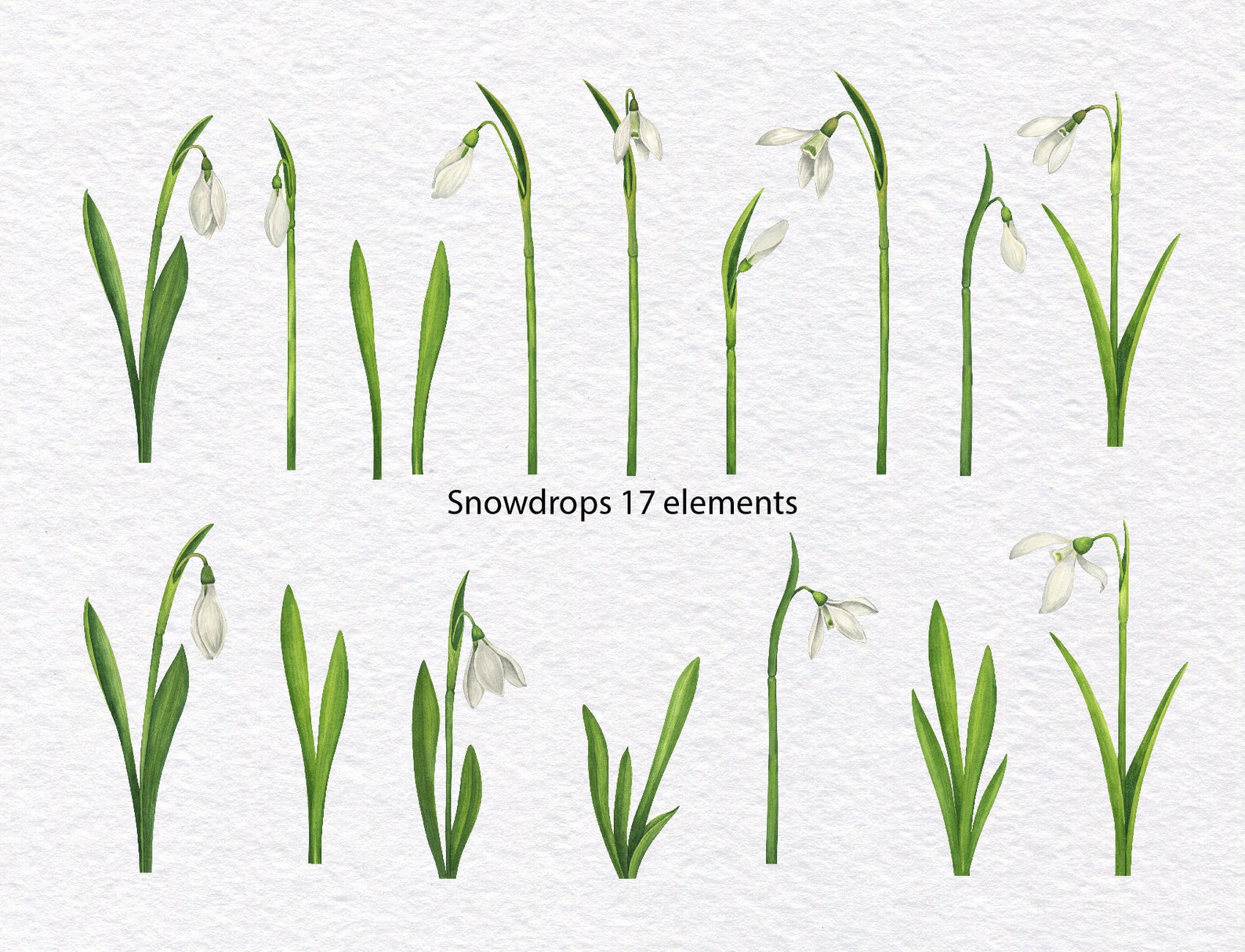 Watercolor Spring Flowers Set. Hand Drawn Floral Clipart. Snowdrop ...
