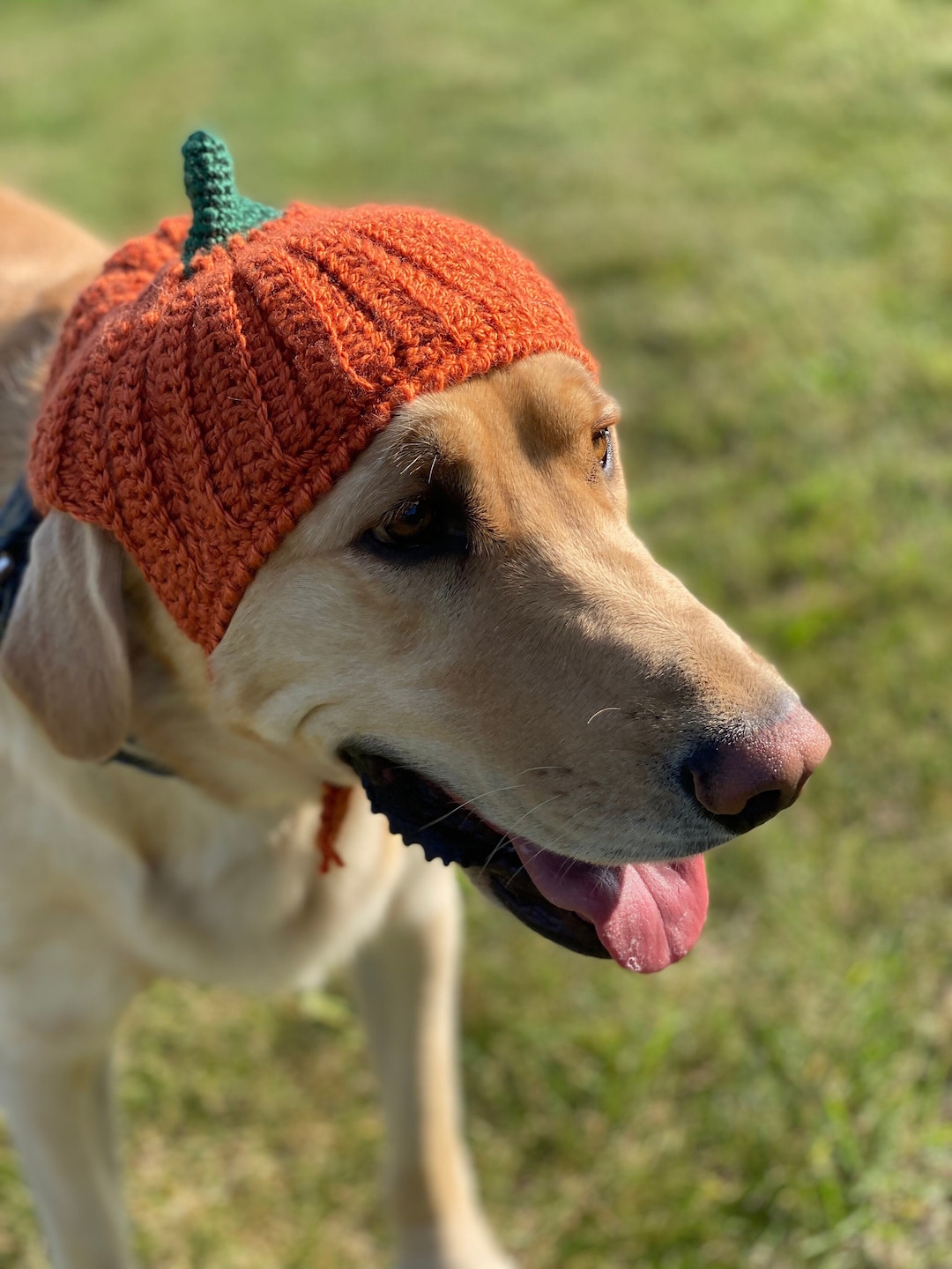 Pumpkin Dog Hat Crochet PATTERN - Etsy