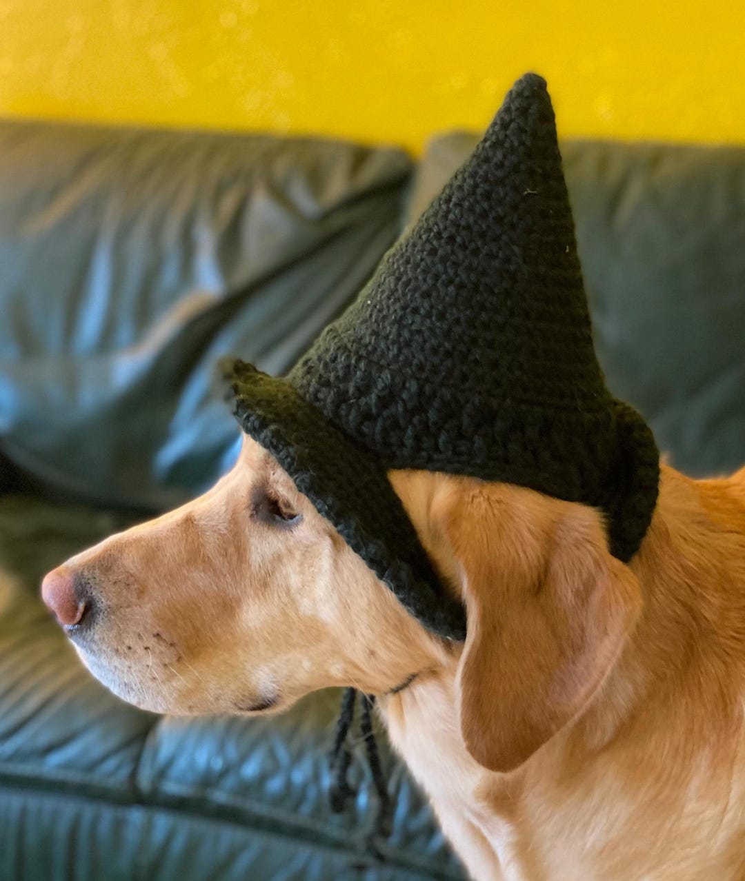 Witch Hat Dog Crochet Pattern - Etsy