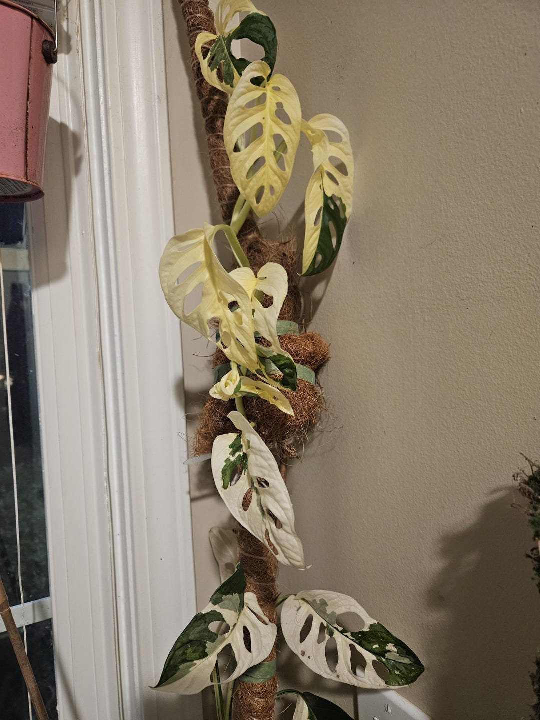 Monstera Adonsonii Variegated - Etsy