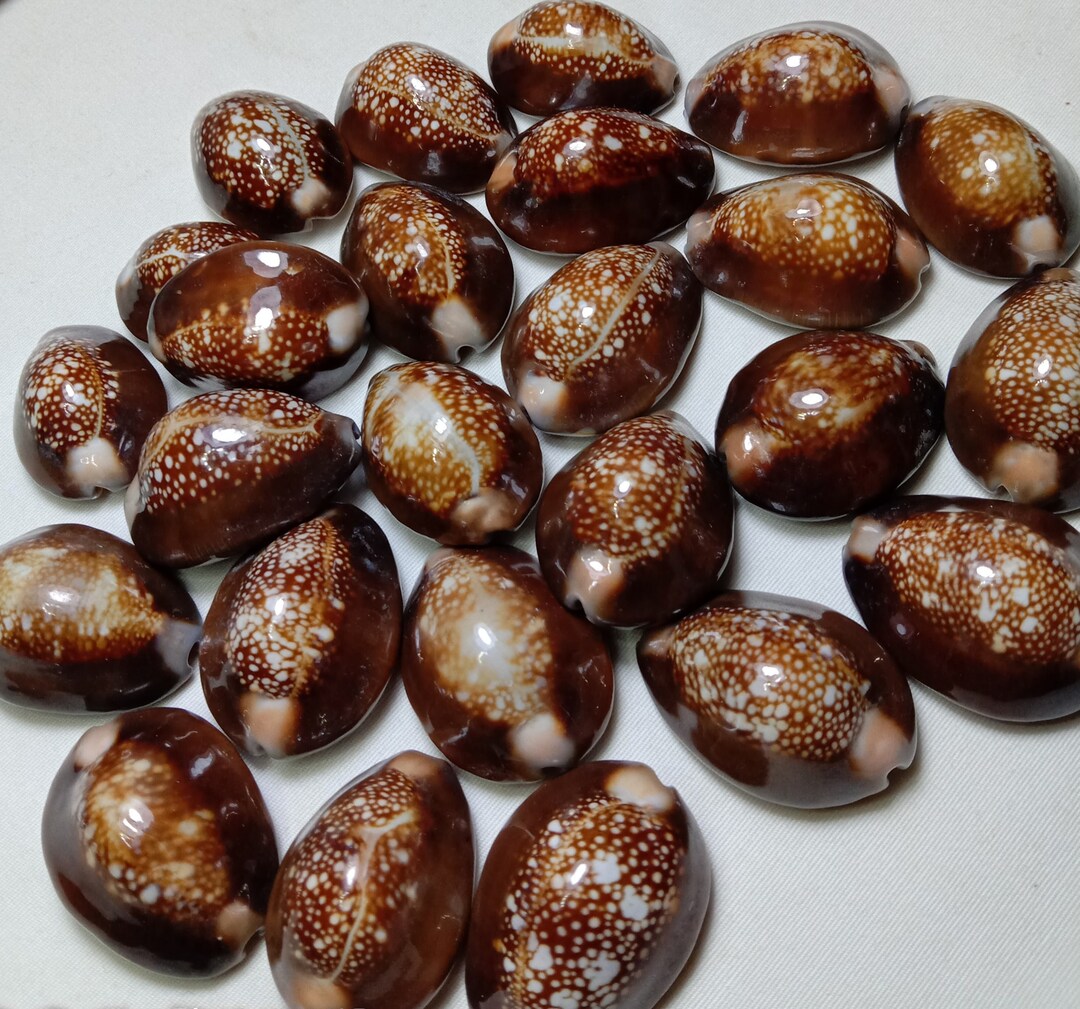 Cowrie Snakes Head Seashells - Serpent Head - Cypraea Caputserpenti ...