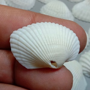 AAA White Scallop Shells With Hole: Jewelry Making, Beach Decor - Etsy