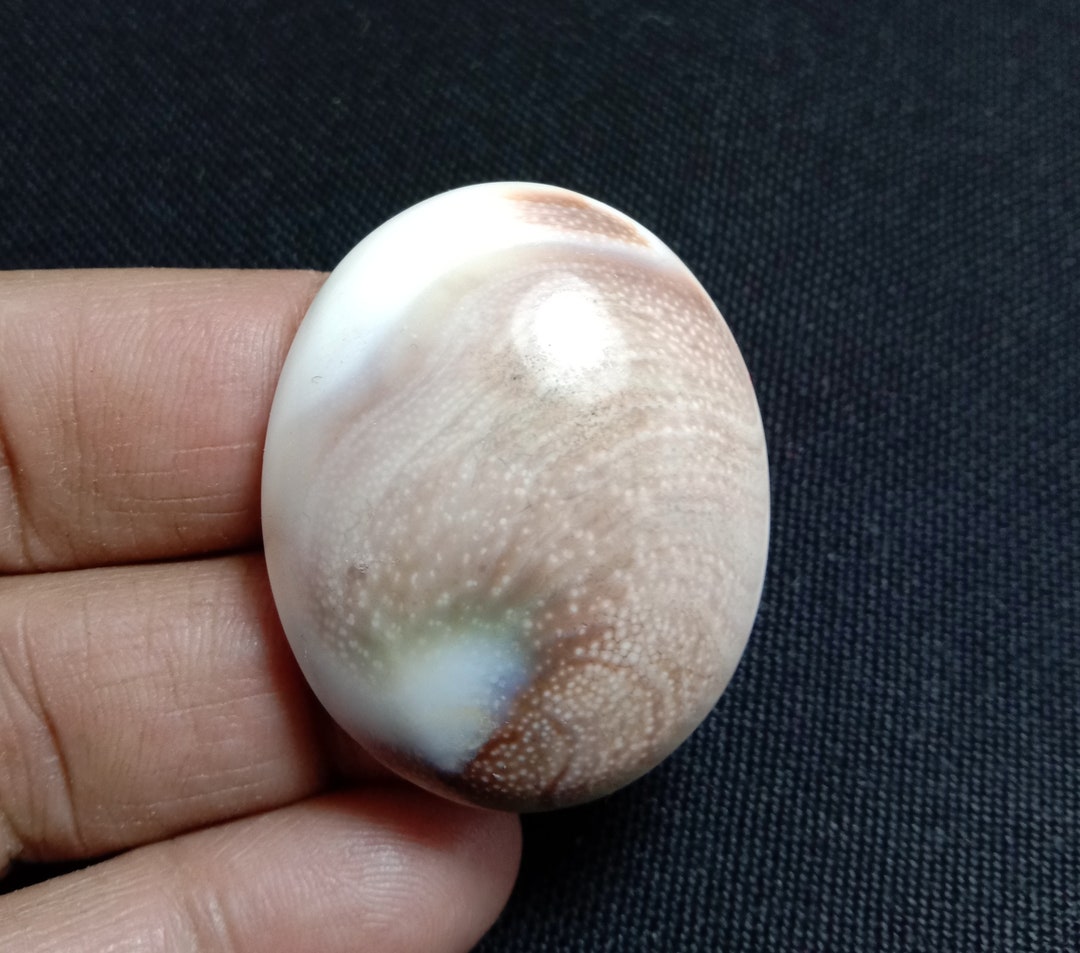 Shiva Eye - Operculum Shell - Shiva Eye Shell Big Size Oval Shape 107 ...