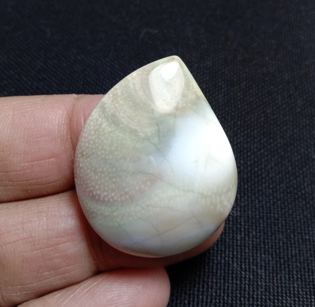 Shiva Eye Operculum Shell Shiva Eye Shell Fancy Shape 51.00ct ...