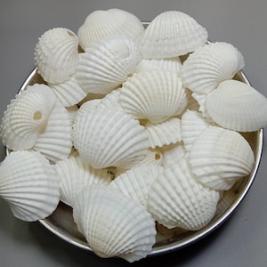 AAA White Scallop Shells With Hole: Jewelry Making, Beach Decor - Etsy