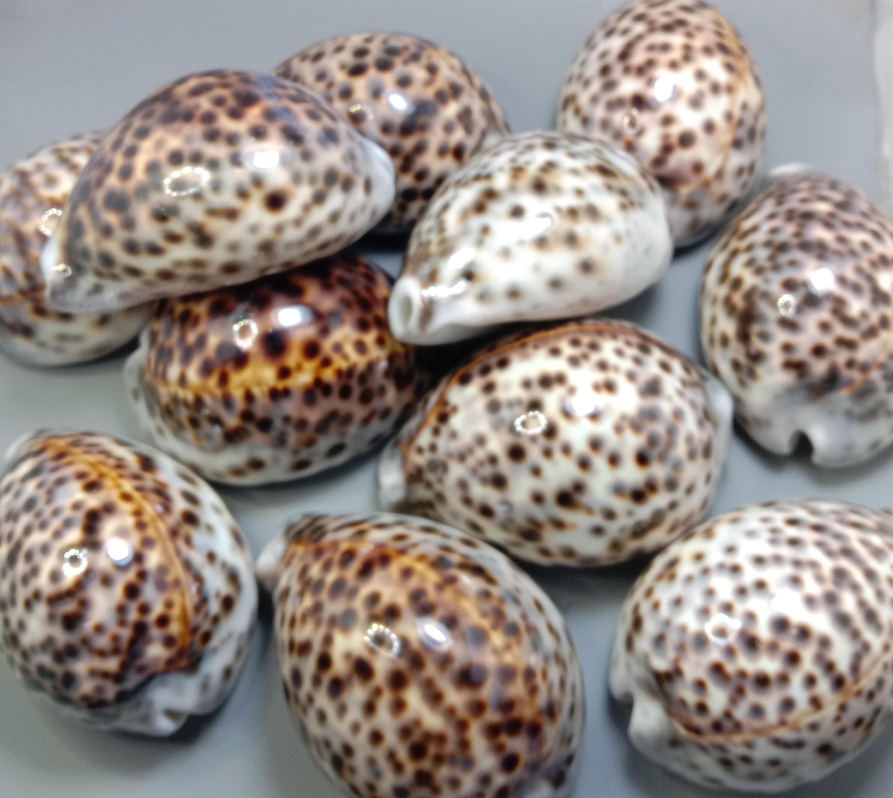 Natural Tiger Cowrie Shell: Beach Decor, Jewelry Making, Aquarium - Etsy
