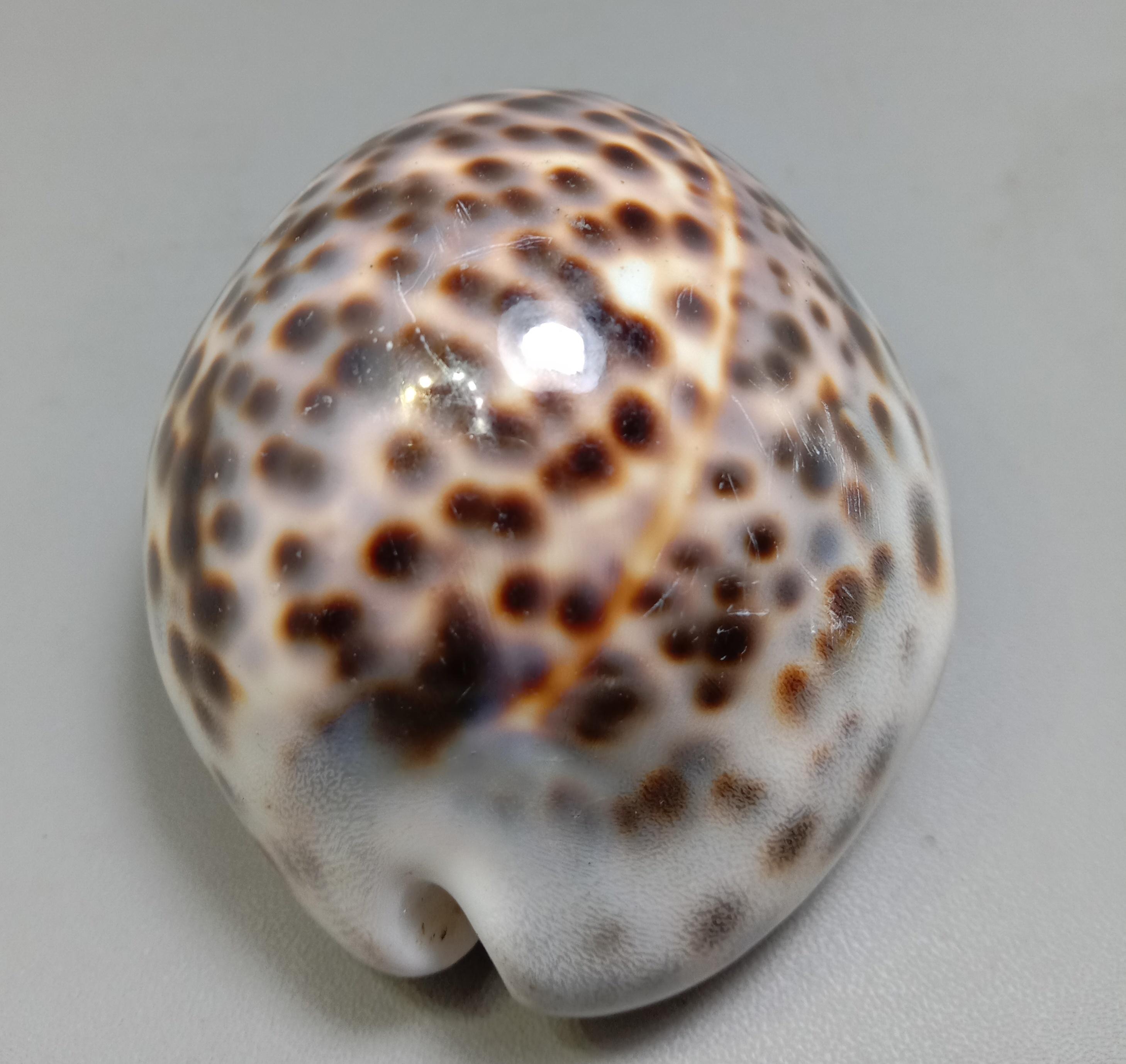 Natural Tiger Cowrie Shell: Beach Decor, Jewelry Making, Aquarium - Etsy