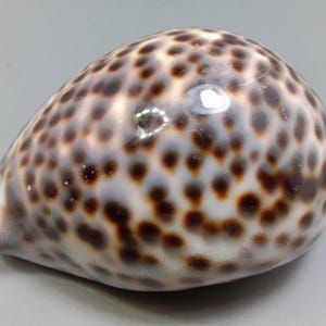 Natural Tiger Cowrie Shell: Beach Decor, Jewelry Making, Aquarium - Etsy