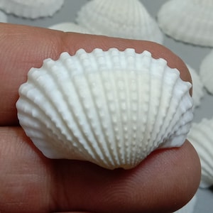 AAA White Scallop Shells With Hole: Jewelry Making, Beach Decor - Etsy