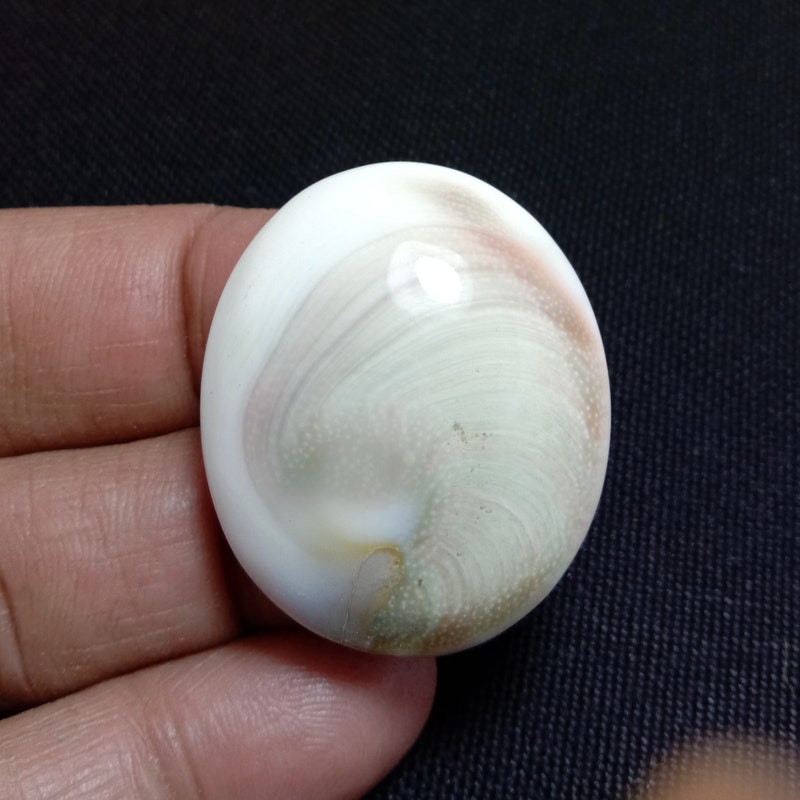 Operculum Shell - Etsy