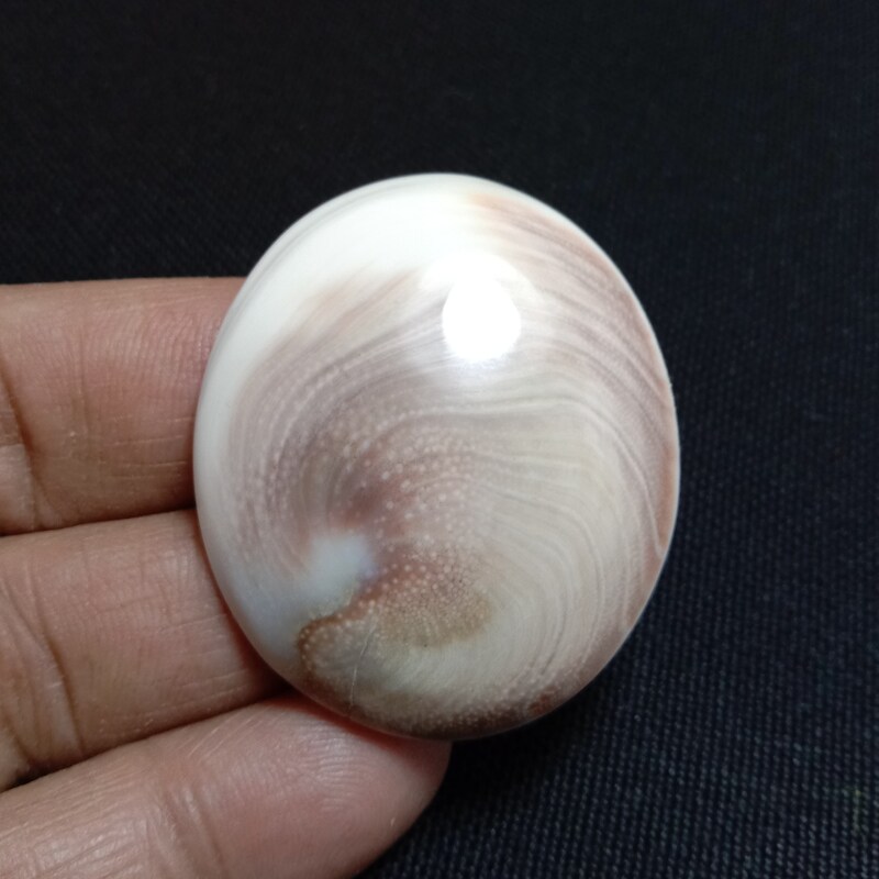 Operculum Shell - Etsy UK