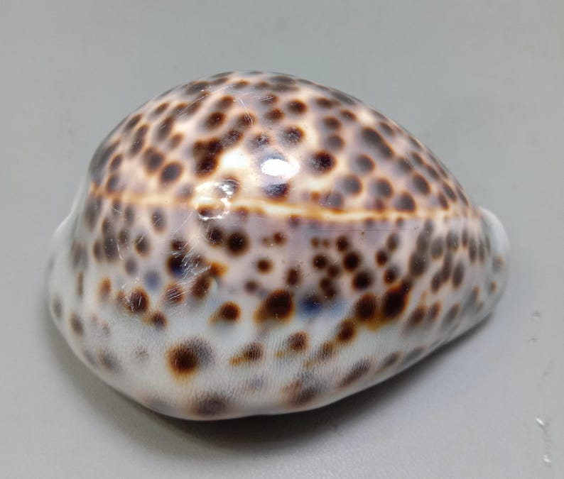 Natural Tiger Cowrie Shell: Beach Decor, Jewelry Making, Aquarium - Etsy
